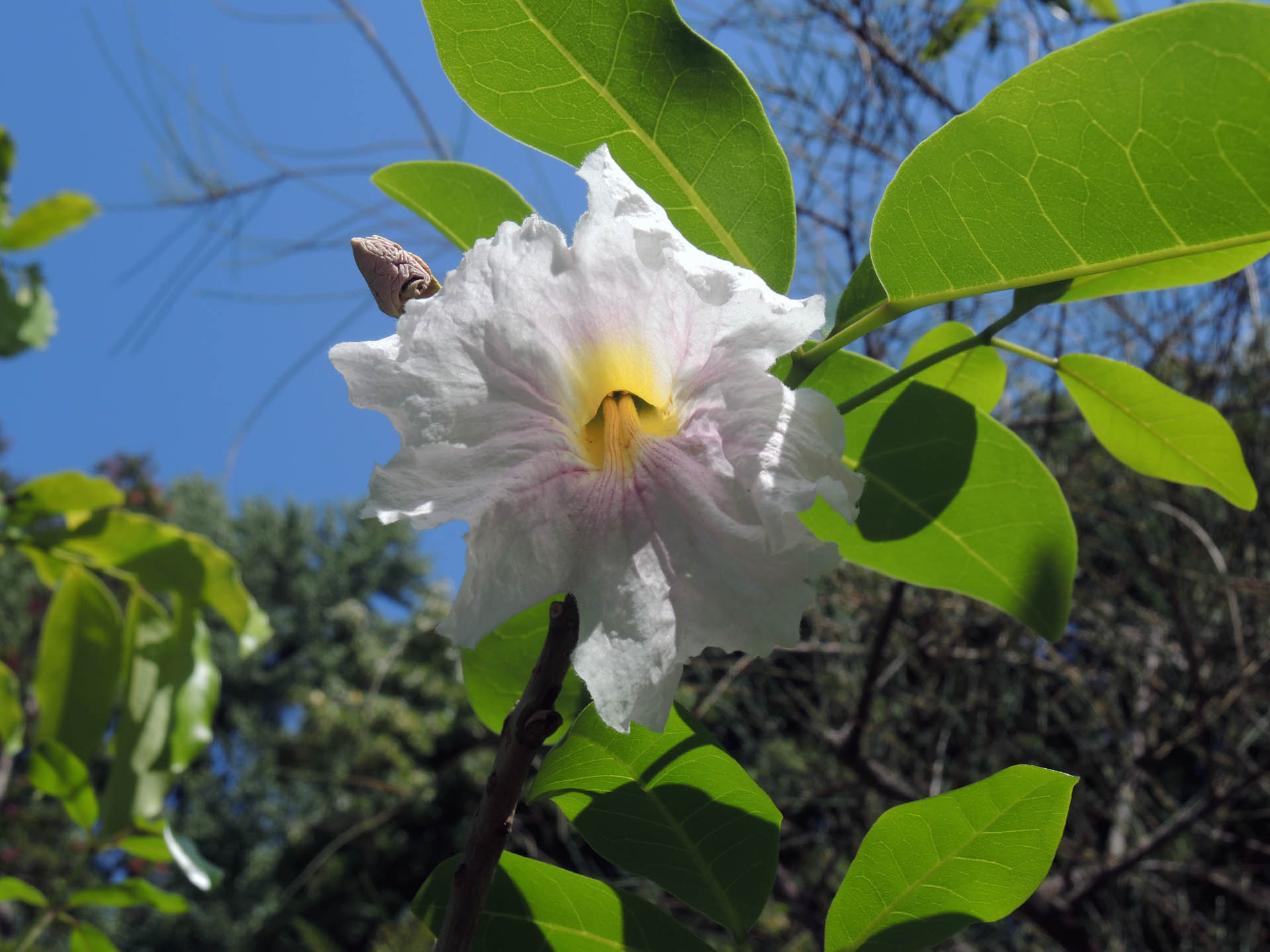 Tabebuia pallida - Orto Botanico di Lucca