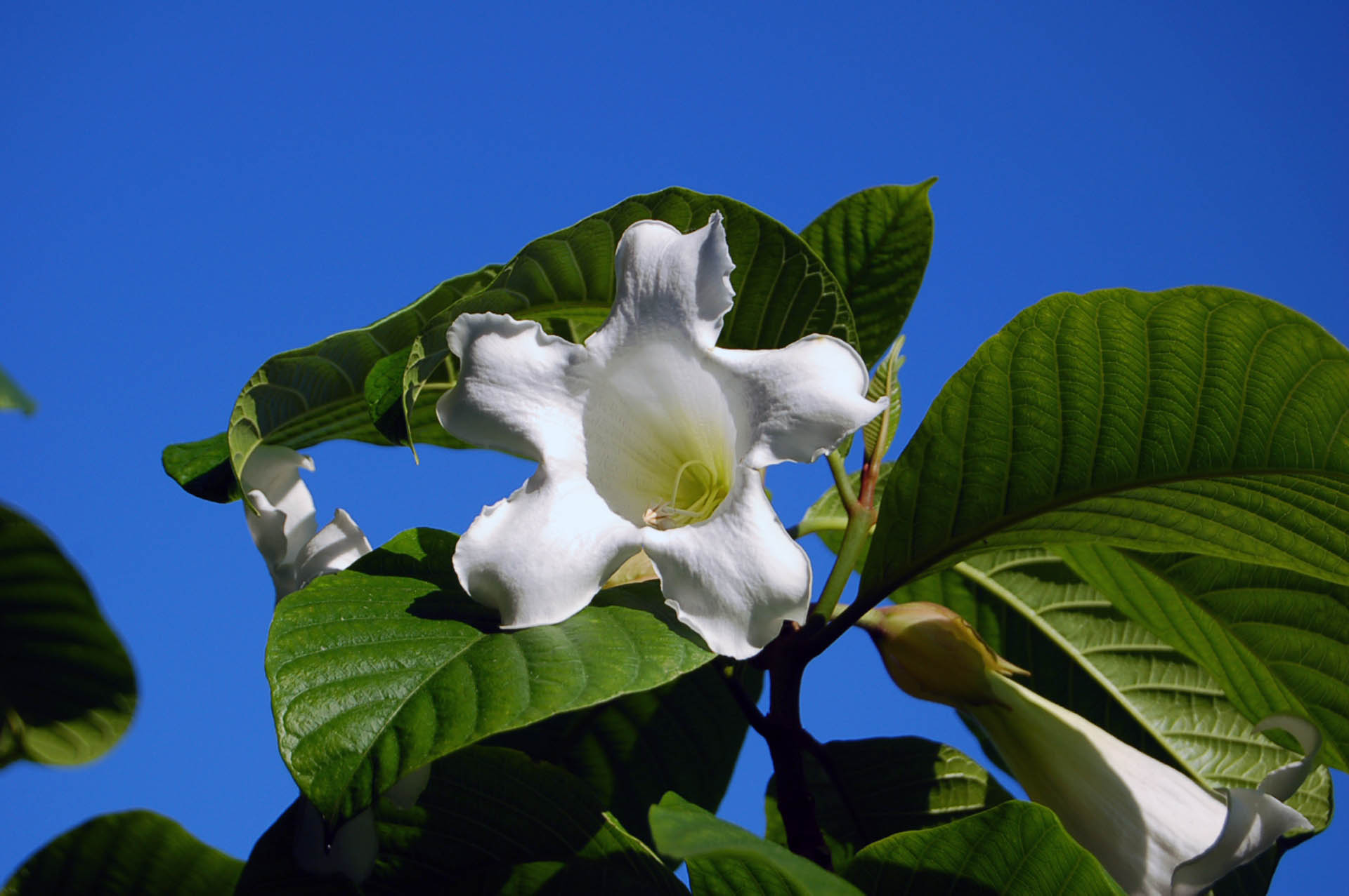 Beaumontia grandiflora - Orto Botanico di Lucca