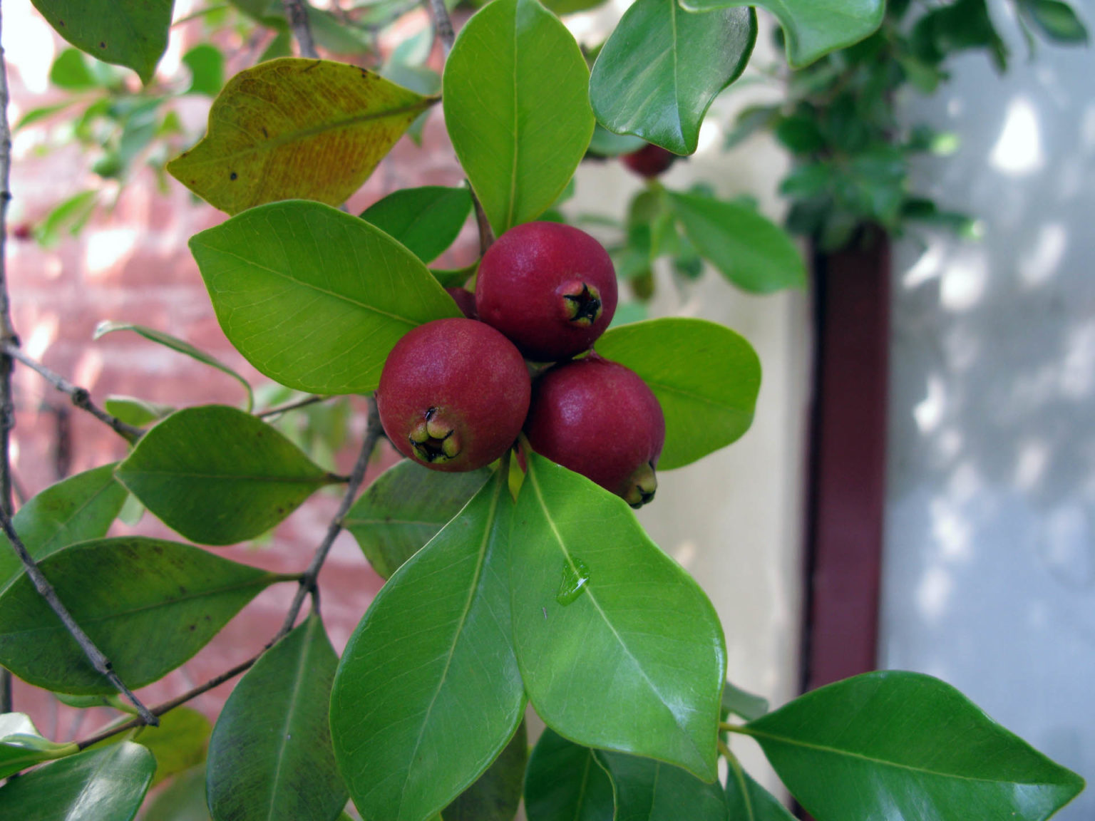 24 e 25 ottobre 2020 visite guidate autunnali - Orto Botanico di Lucca