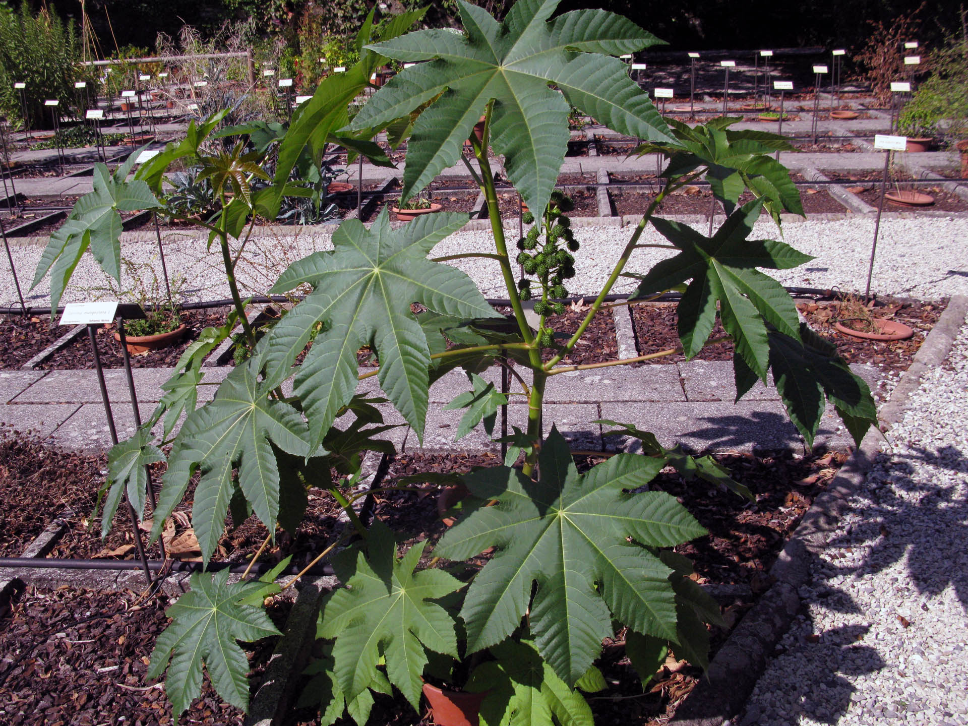 Ricinus communis - Orto Botanico di Lucca